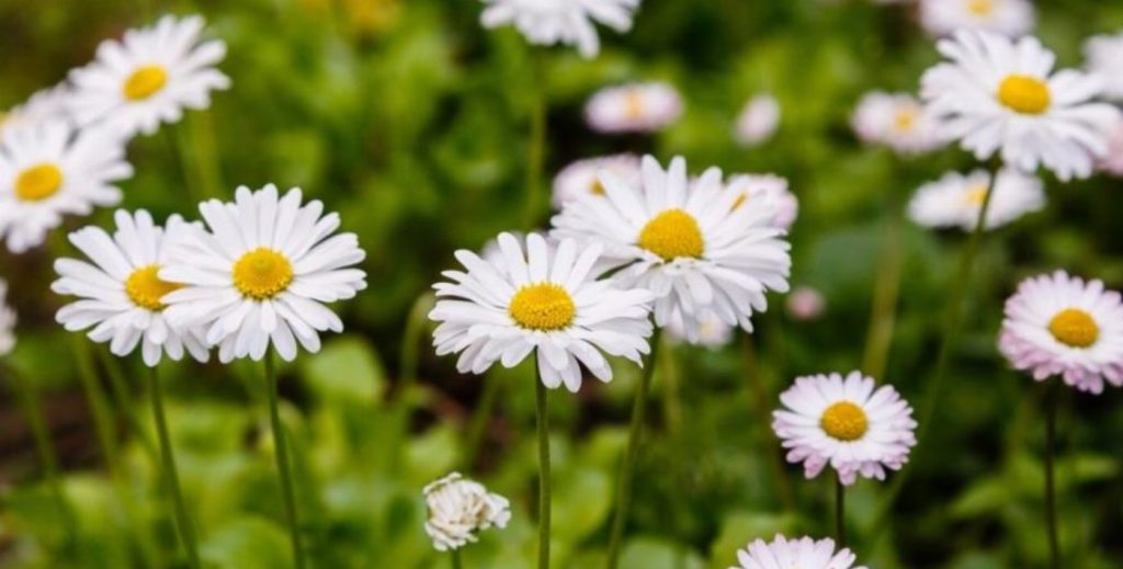 Papatya Nasıl Yetiştirilir? | Doğa